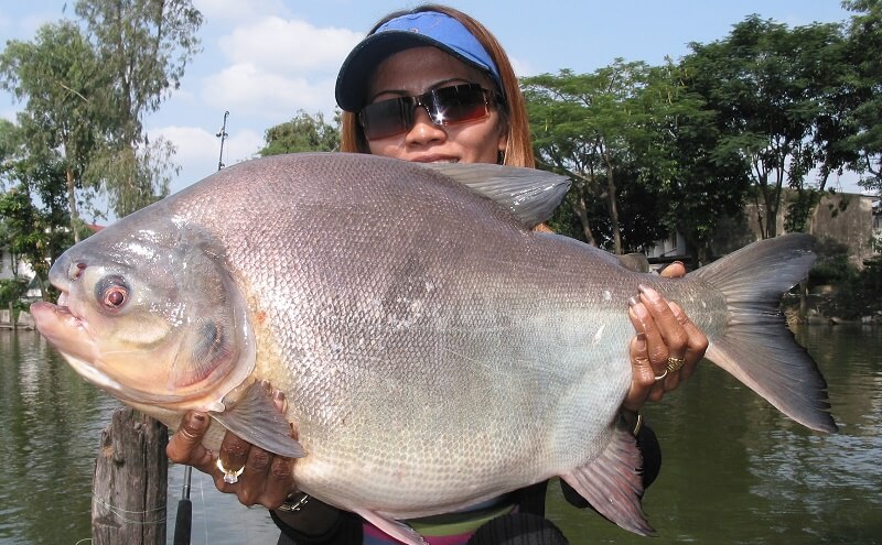 Pacu Balığı Nedir?