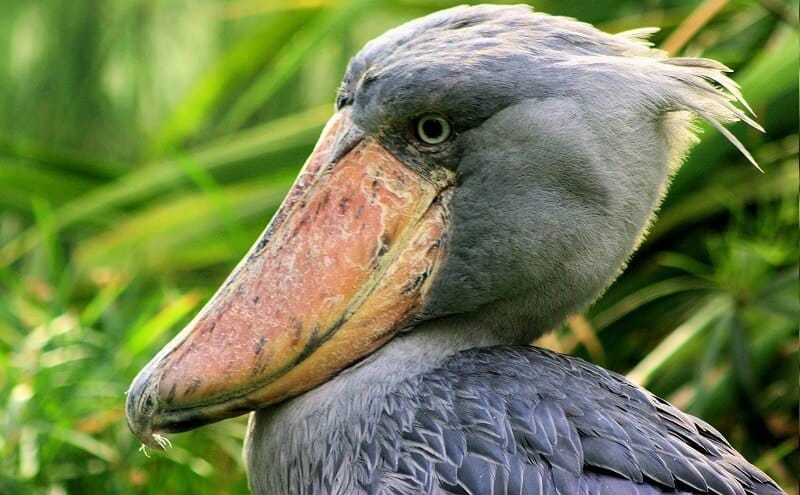 Pabuç Gagalı Nedir?