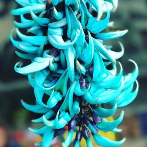 Tayabak Bitkisinin Özellikleri | Bilim Ve Tekno