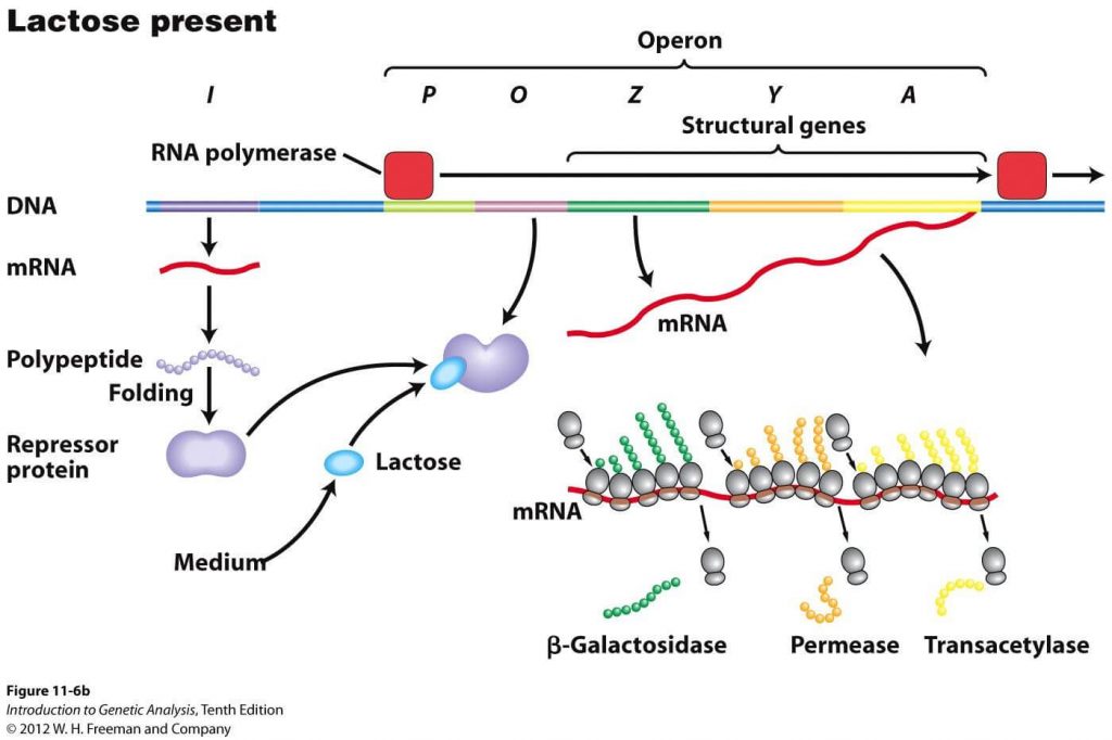Lac Operon Modeli Nedir? | Bilim Ve Tekno