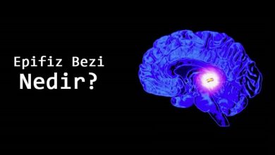 Epifiz Bezi Nedir? Ve Özellikleri Nelerdir? 2024 – GIAU