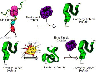 Şaperon (Chaperones) Nedir?