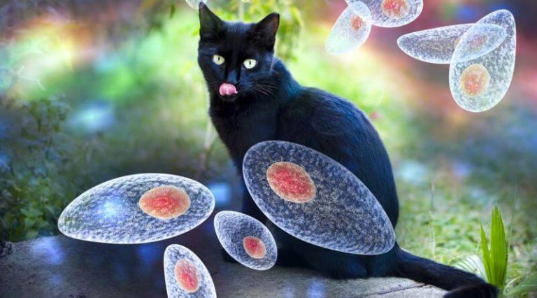 Toksoplazma Gondii | Bilim Ve Tekno